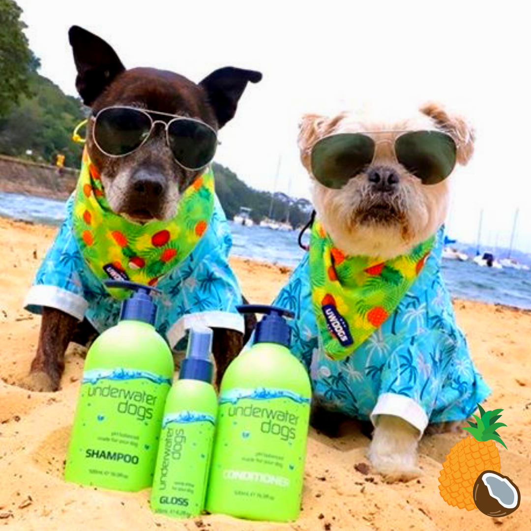 UWDOGS Ambassador - Chubbs & Angel